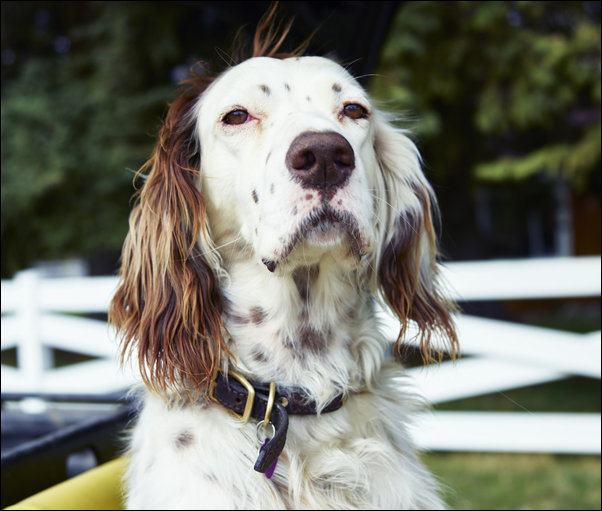 Jamie a Llewellin setter at Big Creek cattle ranch in Carbon County ...