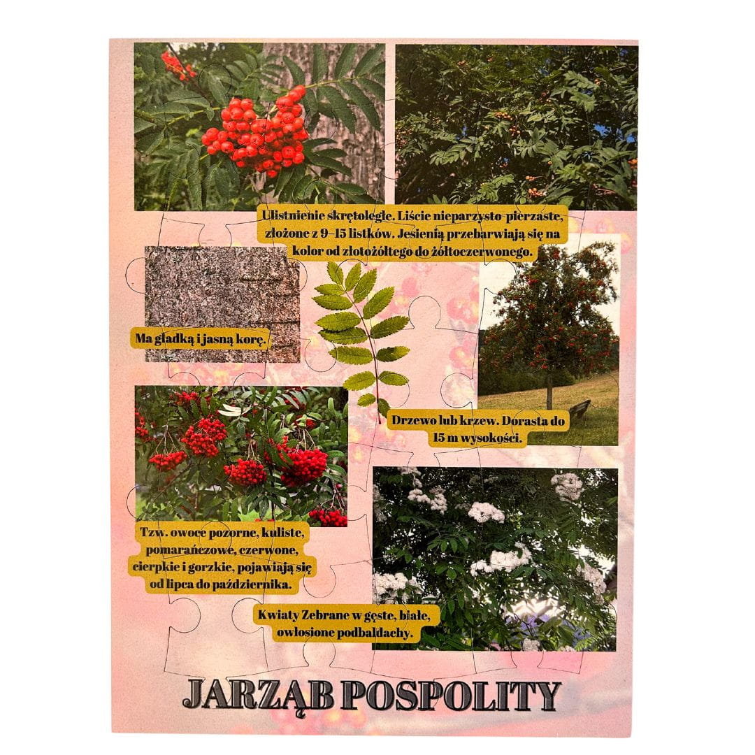 Jarząb pospolity, układanka drewniana, edukacja leśna - Inna marka ...