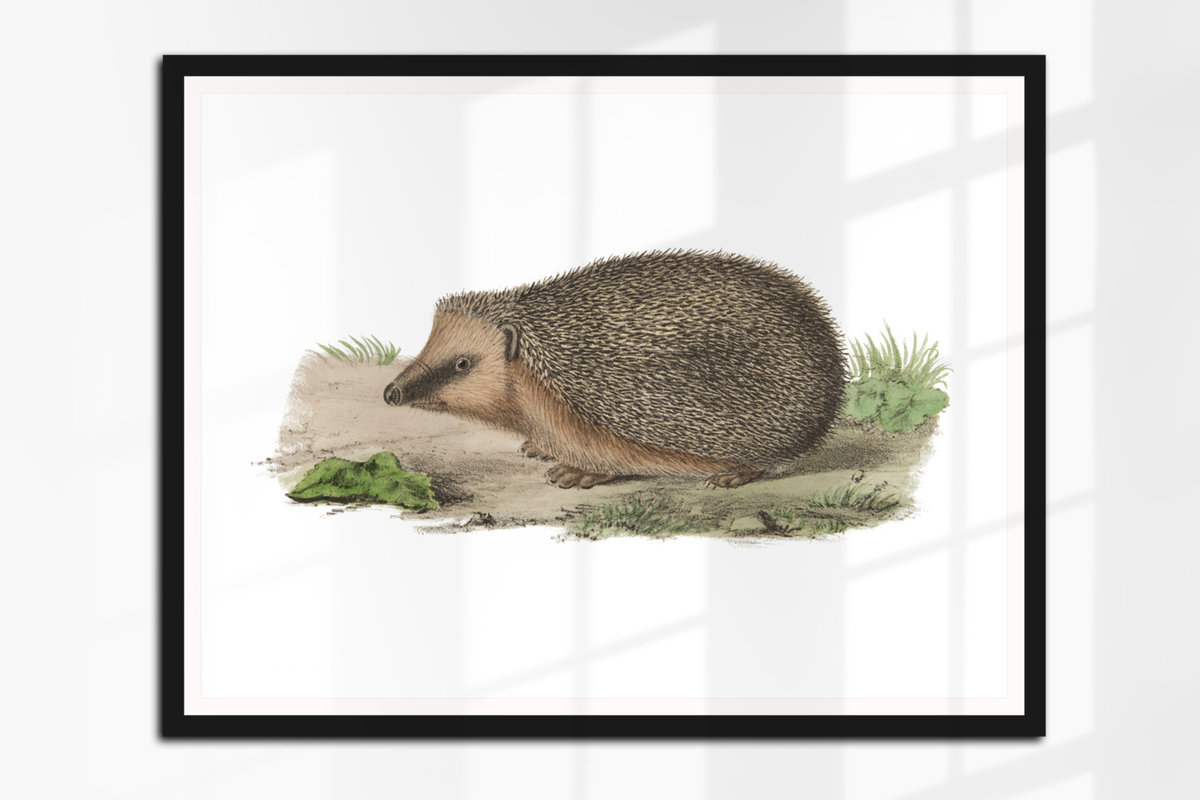 JEŻ ssaki Polski grafika ze starej książki 30x21 cm (A4) / DodoPrint ...