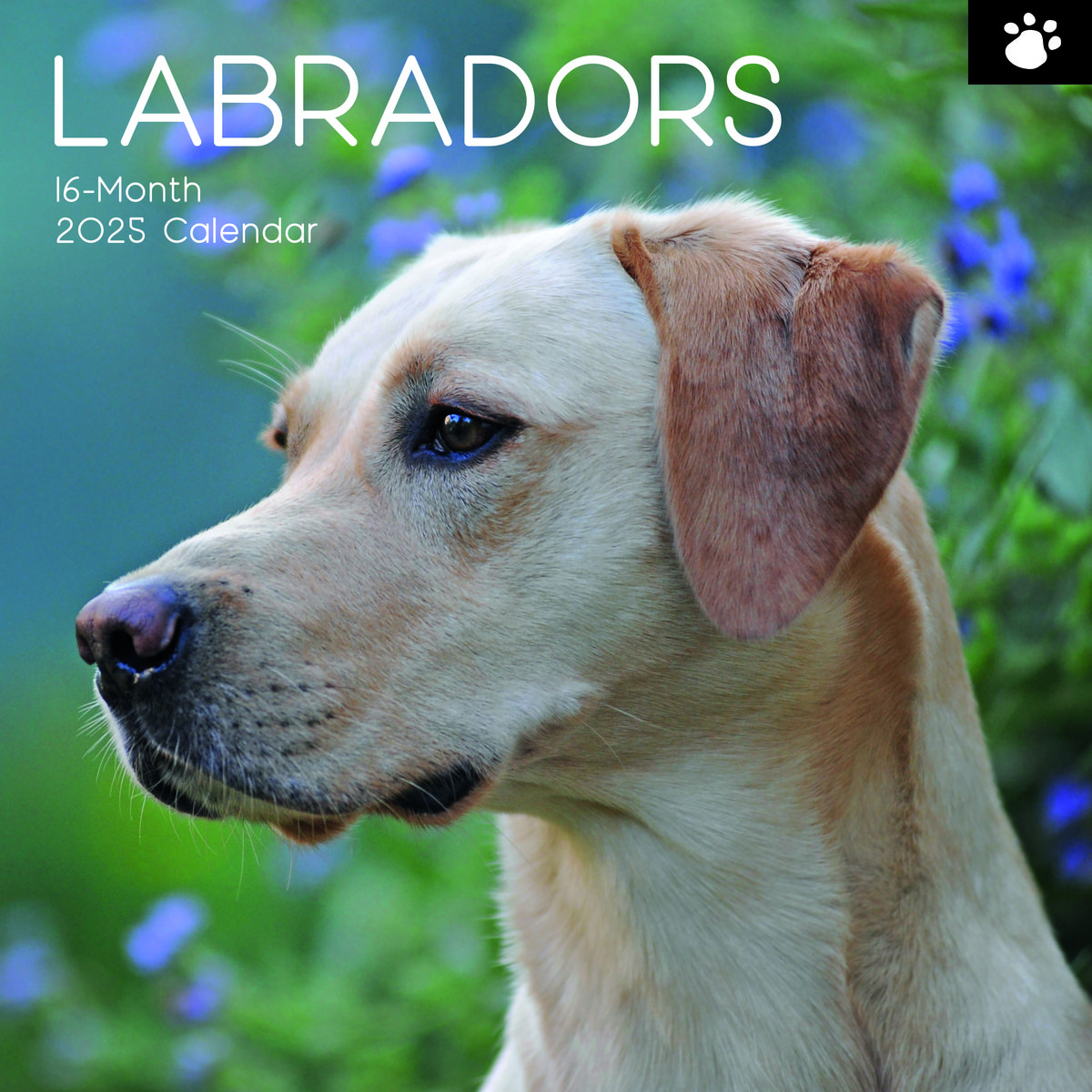 Kalendarz ścienny 2025 Labradory Psy Pieski 30x30 - Inna marka | Sklep ...