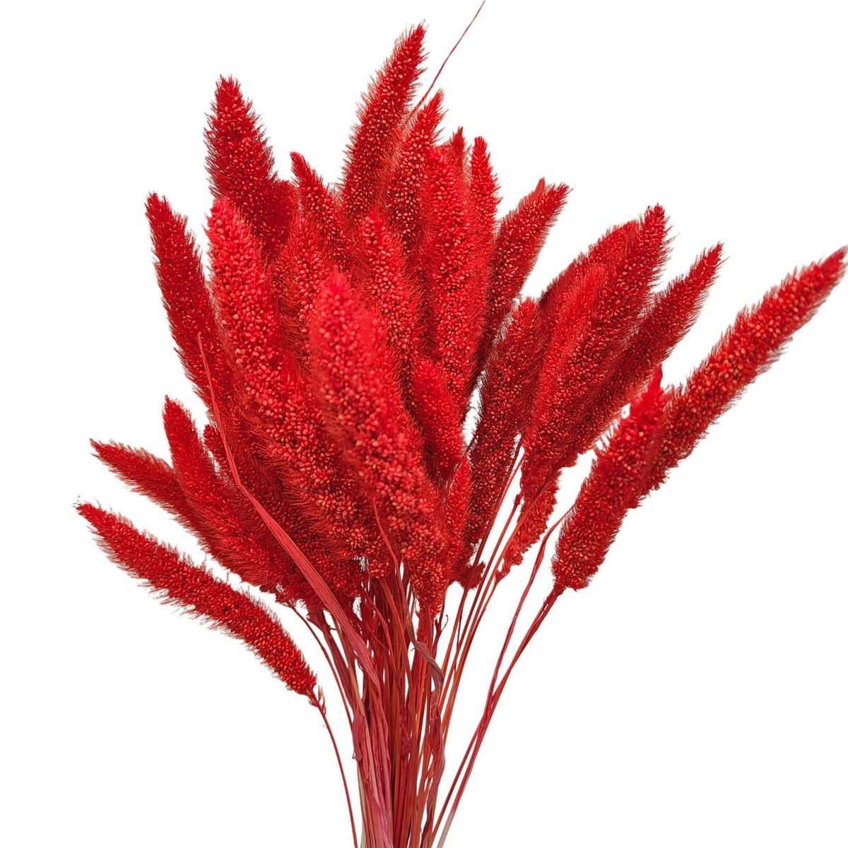 Kanar wiązka pomarańczowy - Inna marka | Sklep EMPIK.COM