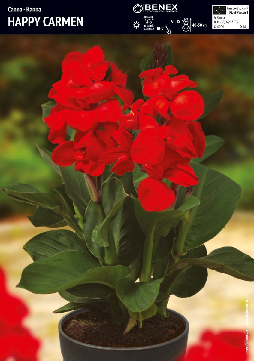 Kanna Niska, Doniczkowa Happy Carmen (Canna Happy Carmen) 1 szt ...