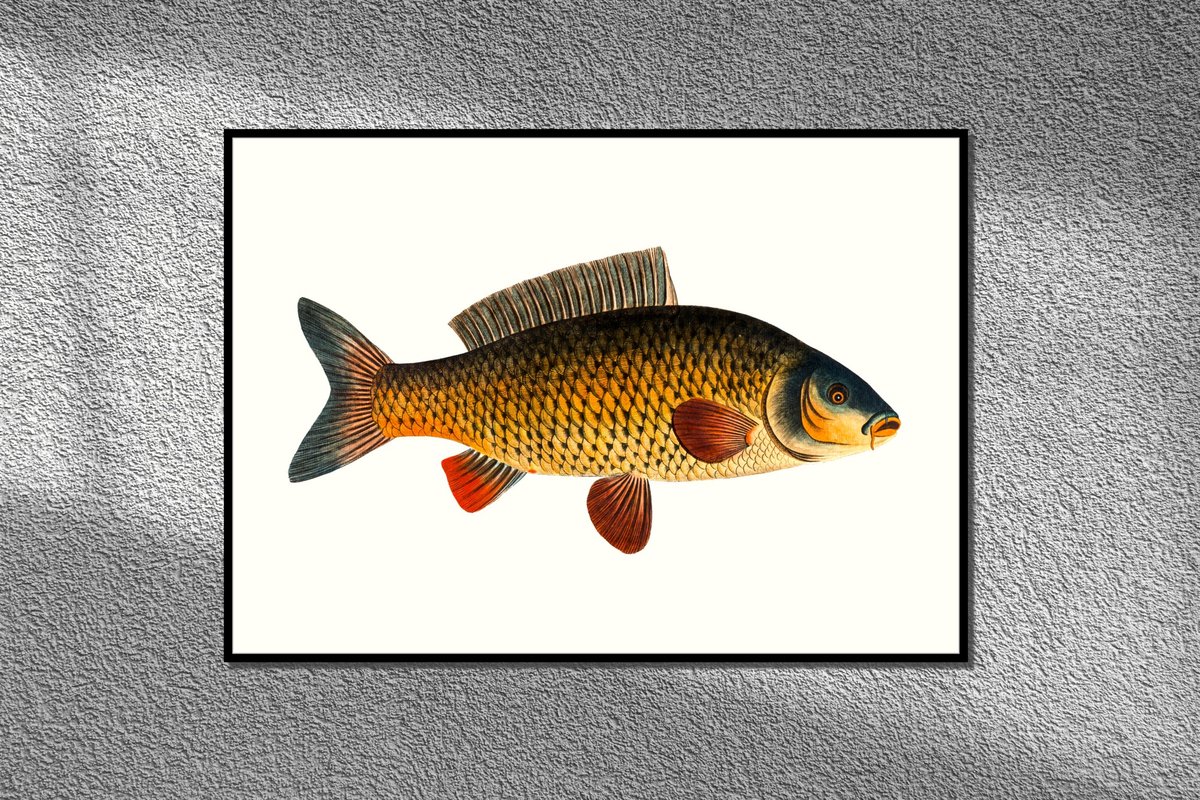 Karp, ryba, grafika na ścianę, plakat vintage 30x21 cm (A4) / DodoPrint ...