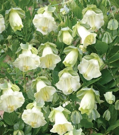 KOBEA PNĄCA BIAŁA (COBAEA SCANDENS ALBA) 6 NASION - Toraf | Sklep EMPIK.COM