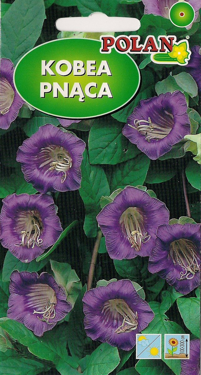 Kobea pnąca fioletowa 6 ziaren POLAN - PlantiCo | Sklep EMPIK.COM