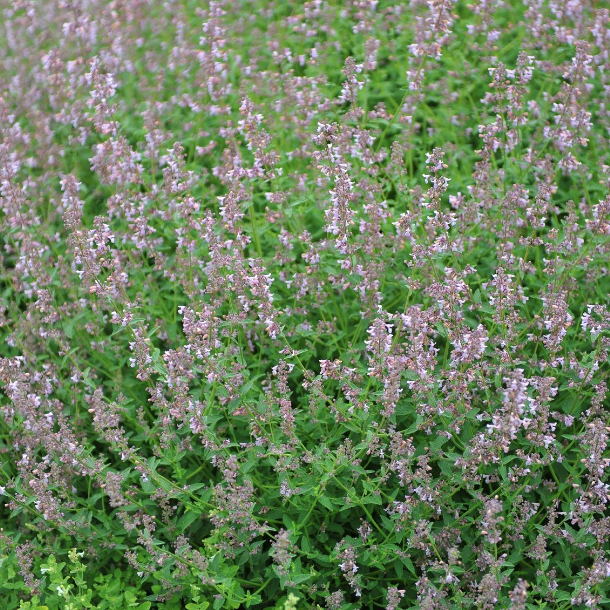 Kocimiętka groniasta 'Amelia' (Nepeta racemosa) Niska odmiana Doniczka ...