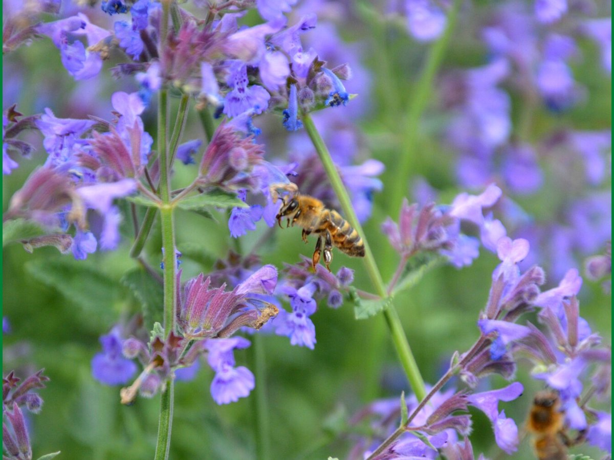 Kocimiętka kubańska NEPTUNE sadzonka P9 uwielbiana przez pszczoły ...