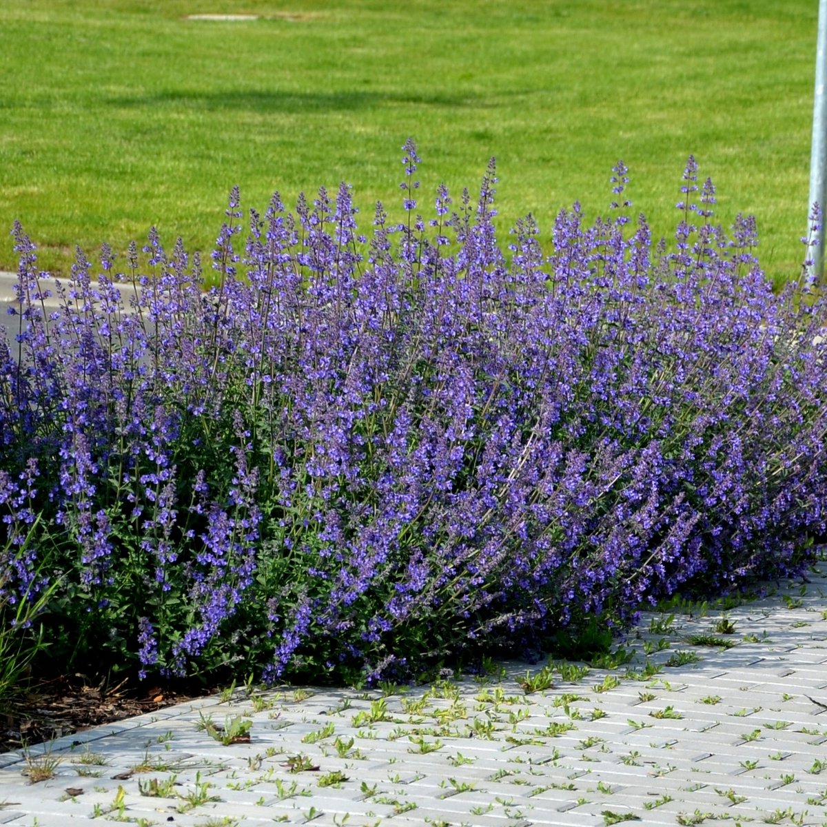 Kocimiętka 'Senior' (Nepeta x faassenii) Doniczka 2.0L - Gospodarstwo Ogrodniczo-szkółkarskie ...