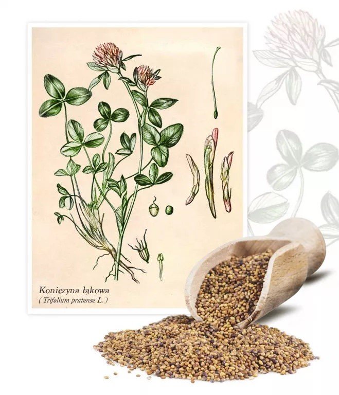 Koniczyna czerwona łąkowa 1 kg - Planta | Sklep EMPIK.COM