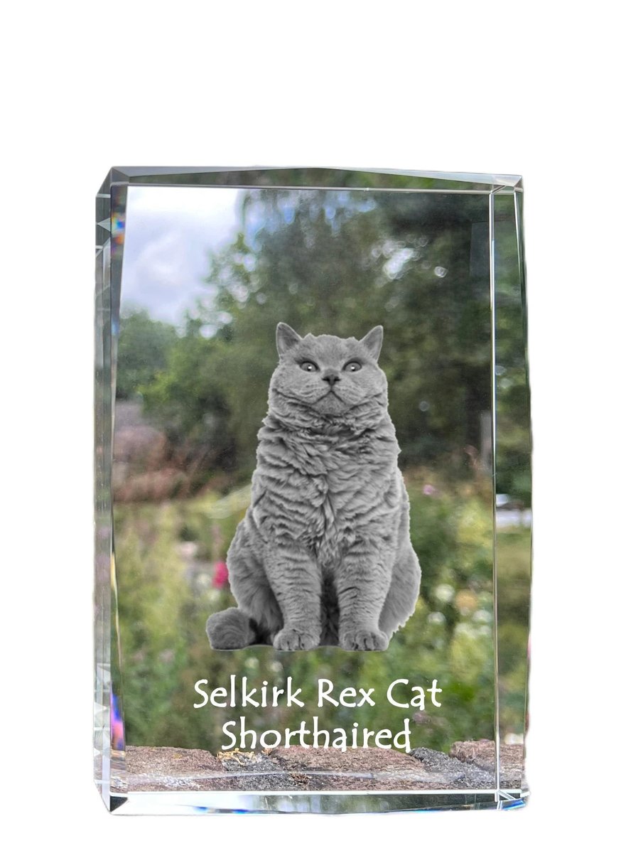 Kot Selkirk Rex krótkowłosy - kryształ ze zdjęciem kota, zdjęcie w ...