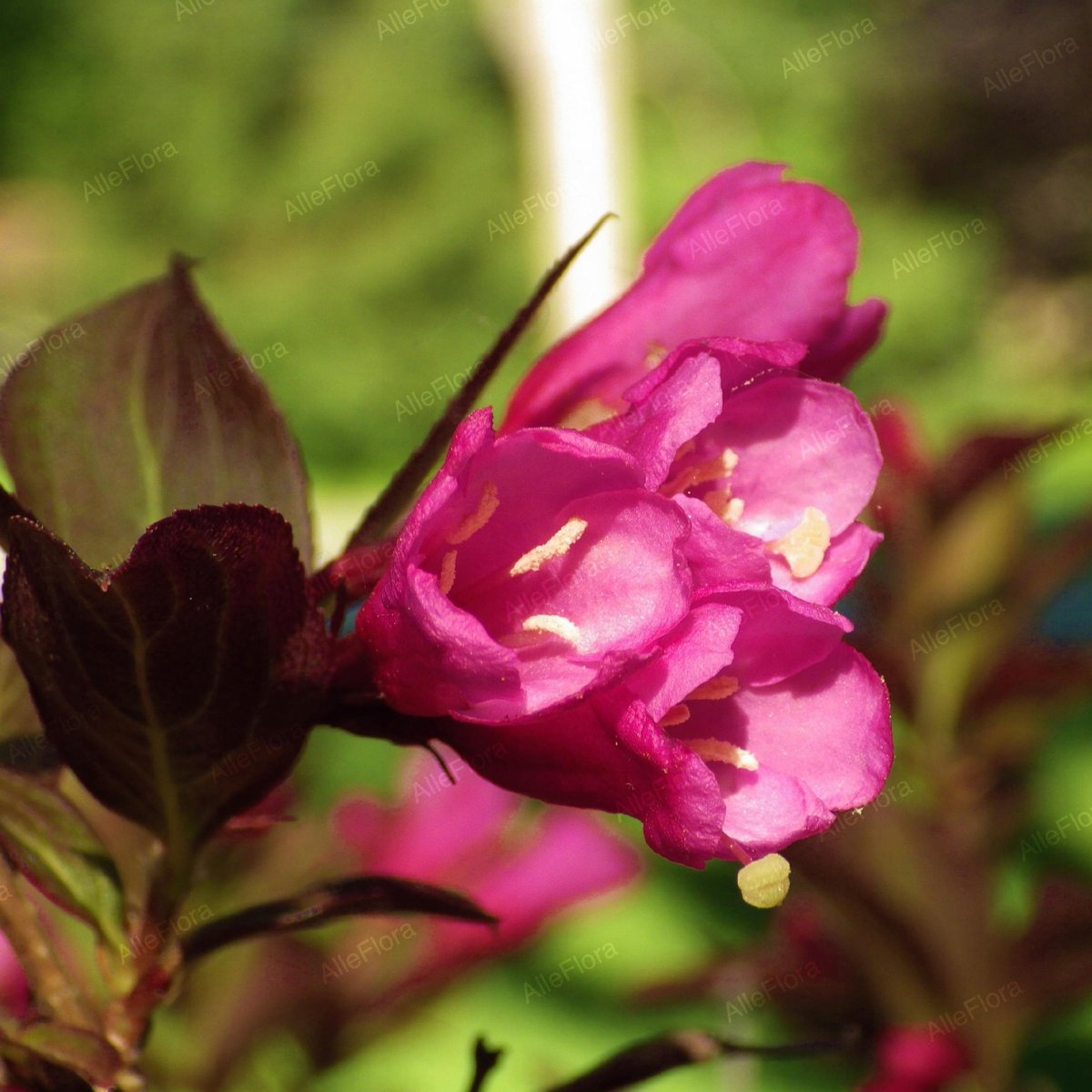 Krzewuszka cudowna 'Minor Black' (Weigela) Karłowata, miniaturka, Poj ...