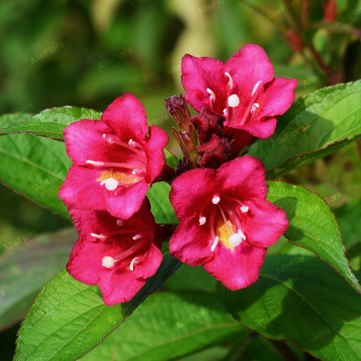 Krzewuszka 'Eva Rathke' (Weigela) Mrozoodporny krzew Doniczka 2.0L ...
