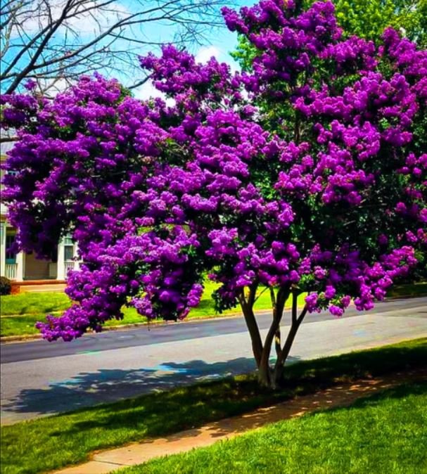 Lagerstroemia Indyjska Fioletowa Bez Południa Sadzonki w Doniczce P11 ...