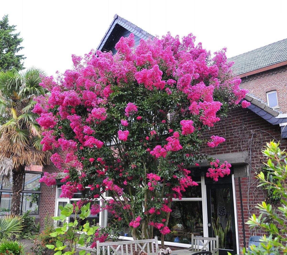 Lagerstroemia Indyjska Różowa PETITE PINK DŁUGO PIĘKNIE Kwitnie ...