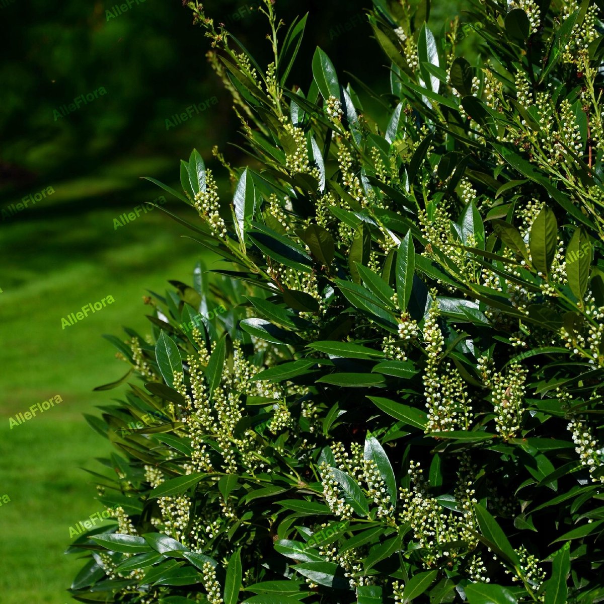 Laurowiśnia wschodnia 'Caucasica' Doniczka 1 litr (Prunus laurocerasus ...