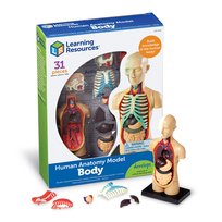 Learning Resources Czlowiek Anatomia Model Czlowiek Cialo 31-Kawałek ...