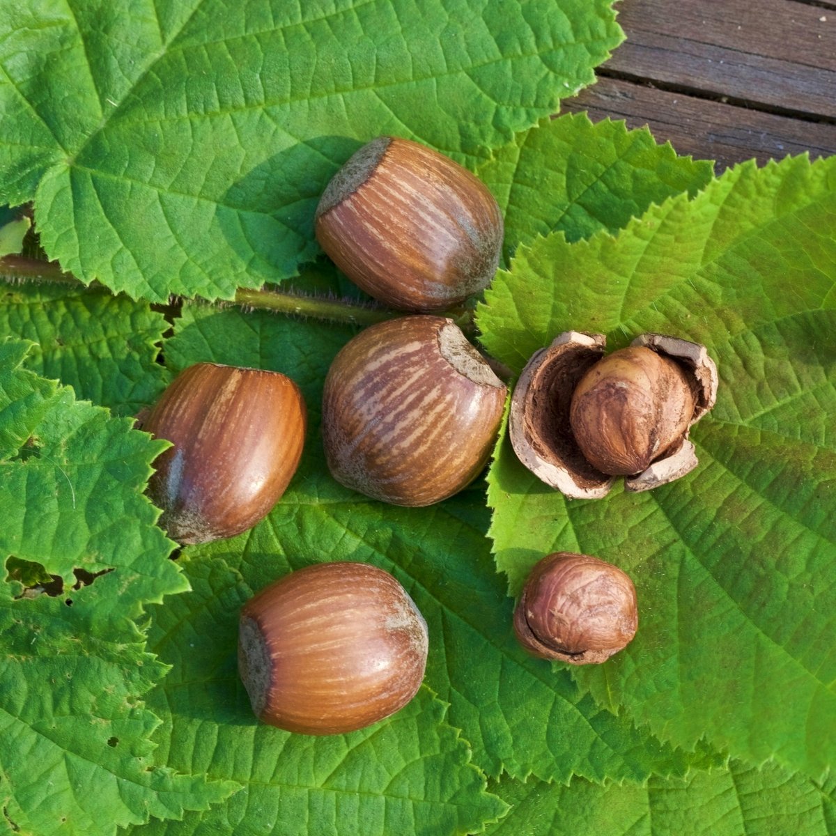 Leszczyna Orzech Laskowy 'Webba Cenny' (Corylus avellana) Plenna Poj. 10L - Gospodarstwo ...