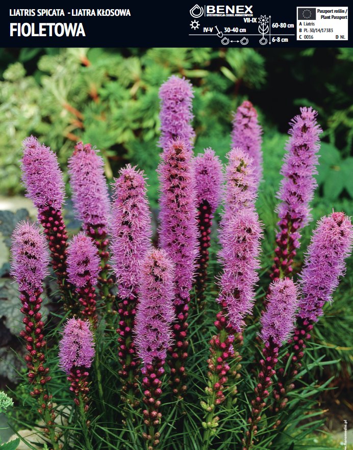 Liatra Fioletowa (Liatris Spicata Purple) 10 szt. - BENEX | Sklep EMPIK.COM