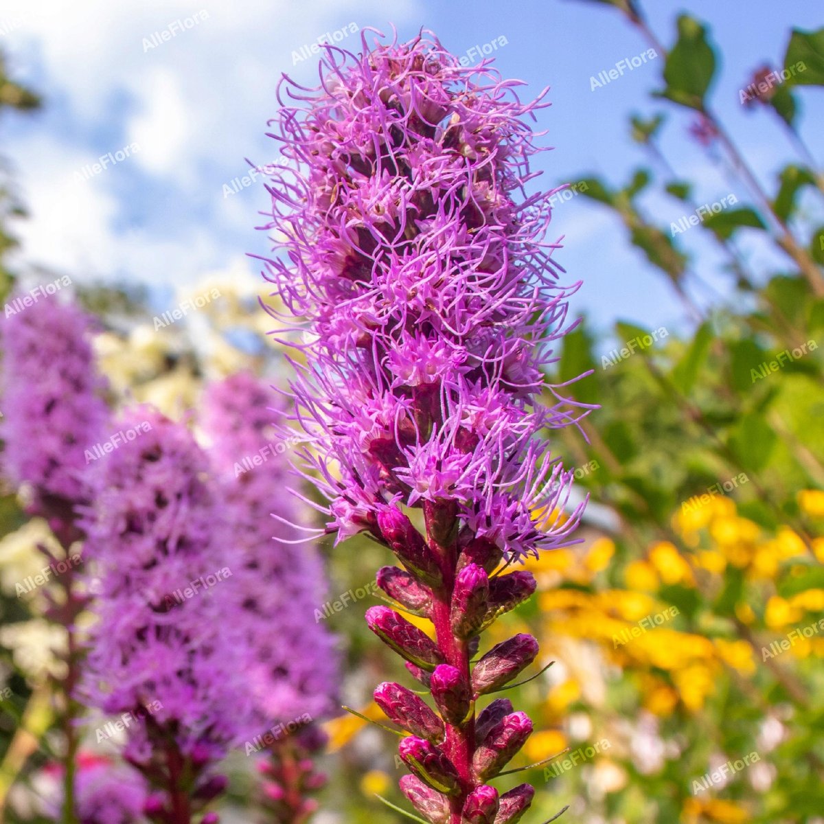Liatra kłosowa 'Kobold' Miododajna (Liatris spicata) Doniczka 1.0L ...