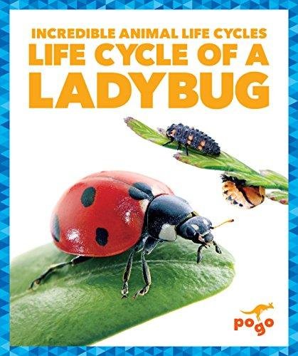 Life Cycle of a Ladybug - Karen Kenney | Książka w Empik