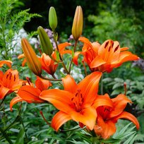 Lilia azjatycka Bariton 1 SZT BULWA SADZONKA POMARAŃCZOWA PACHNĄCA ...