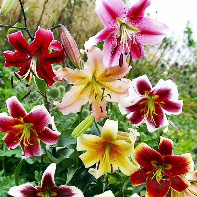 Lilia drzewiasta mieszanka mix 5 szt. cebule cebulki lilii lilie ...