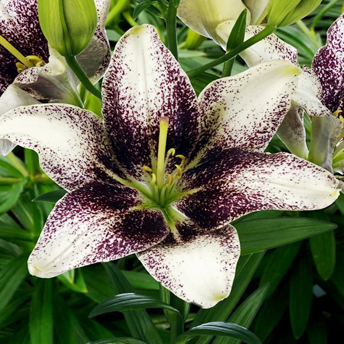 Lilia Dwukolorowa Easy Spot 1 szt cebulki lilii - BENEX | Sklep EMPIK.COM