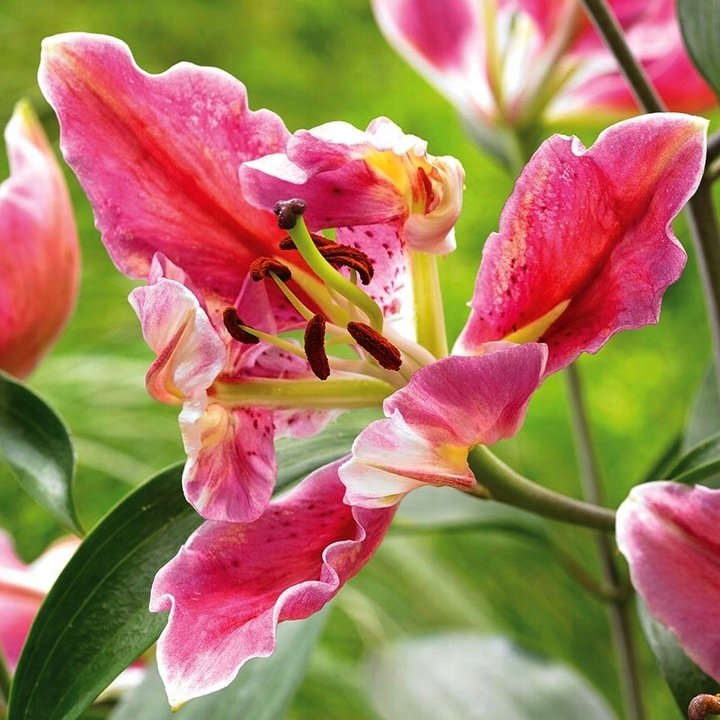 Lilia Papuzia Pink Carribean Parrot 1 szt BULWA SADZONKA RÓŻOWA CEBULE ...