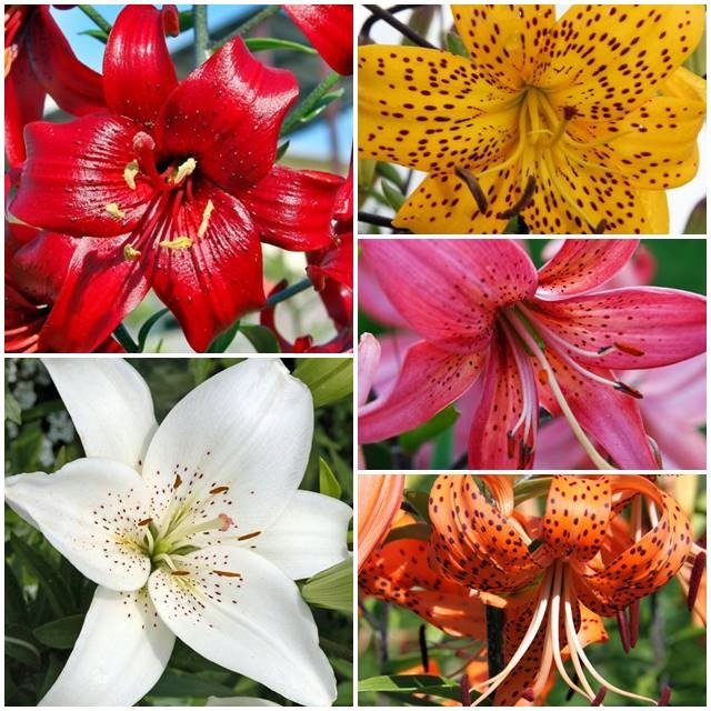 Lilia tygrysia mieszanka mix 5 szt. cebule cebulki lilii lilie - Królik ...