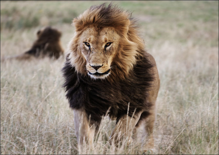 Lions in the grass at the Wild Animal Sanctuary near Keenesburg ...