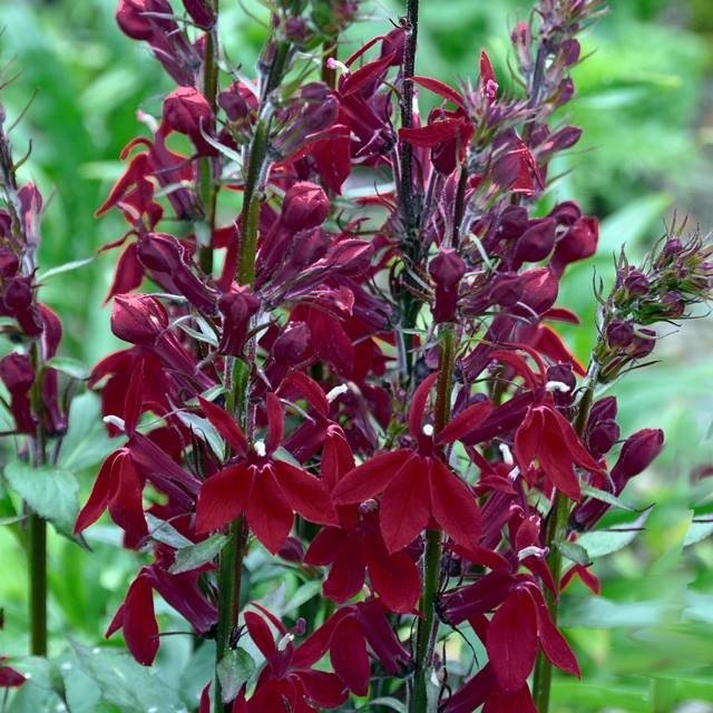 Lobelia cardinalis Crimson Princess 1 szt. - Królik | Sklep EMPIK.COM