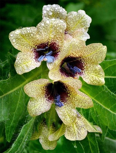 LULEK CZARNY (HYOSCYAMUS NIGER) 200 NASION - DobreNasiona.pl | Sklep ...