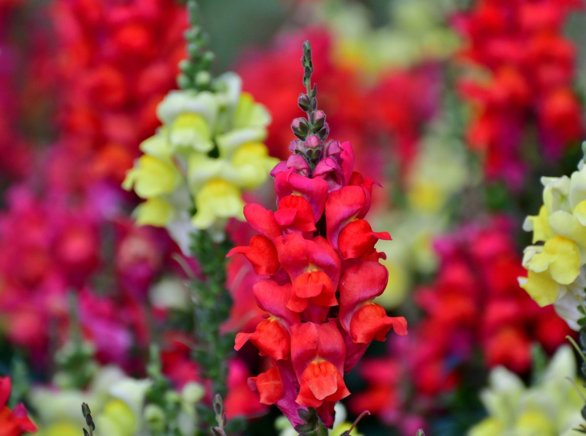 LWIA PASZCZA wysoka czerwona NASIONA kwiatów p. PL102/23/4617/L13/A ...