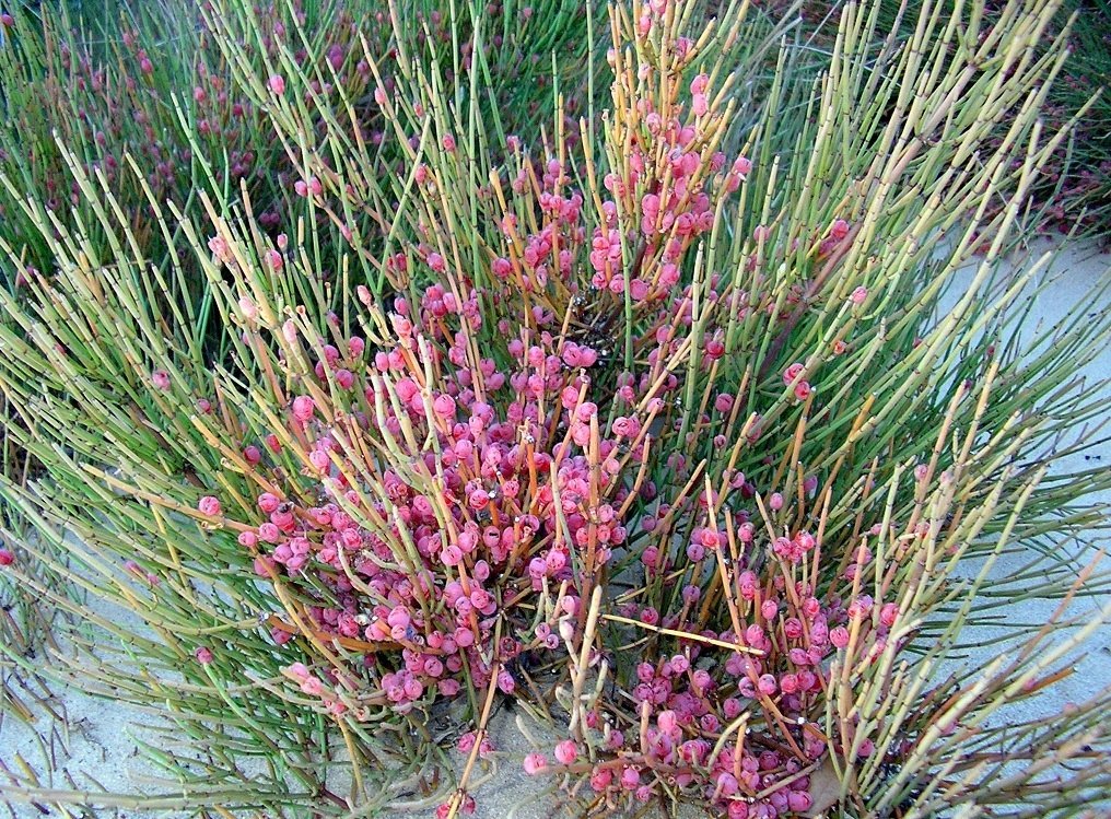 MA HUANG - PRZEŚL (EPHEDRA FRAGILIS) 10 NASION - DobreNasiona.pl ...