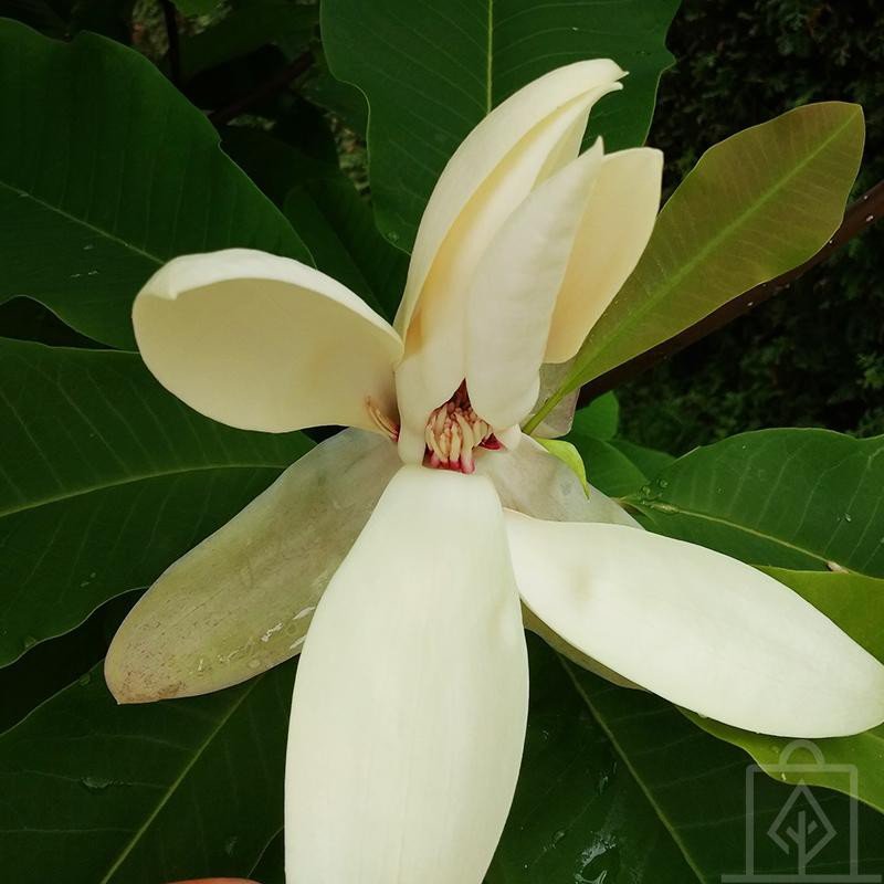 Magnolia parasolowata - DWST SEBASTIAN STOPA | Sklep EMPIK.COM