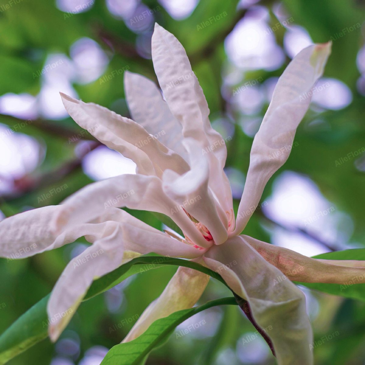 Magnolia parasolowata (Magnolia tripetala) Wys. 80-120cm Doniczka 2.0L ...