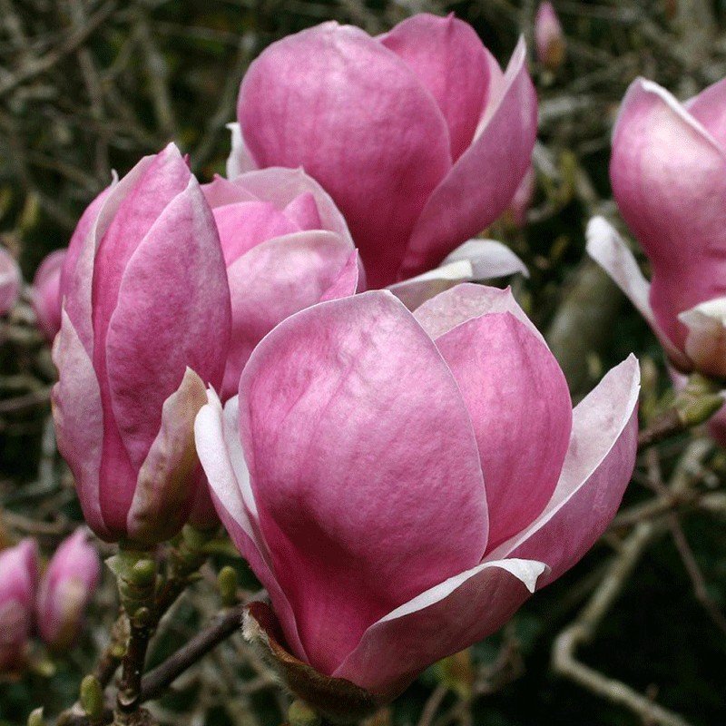 Magnolia ‘Rustica Rubra’ - DWST SEBASTIAN STOPA | Sklep EMPIK.COM