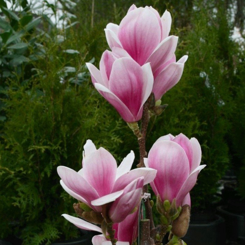 Magnolia ‘Satisfaction’ - DWST SEBASTIAN STOPA | Sklep EMPIK.COM