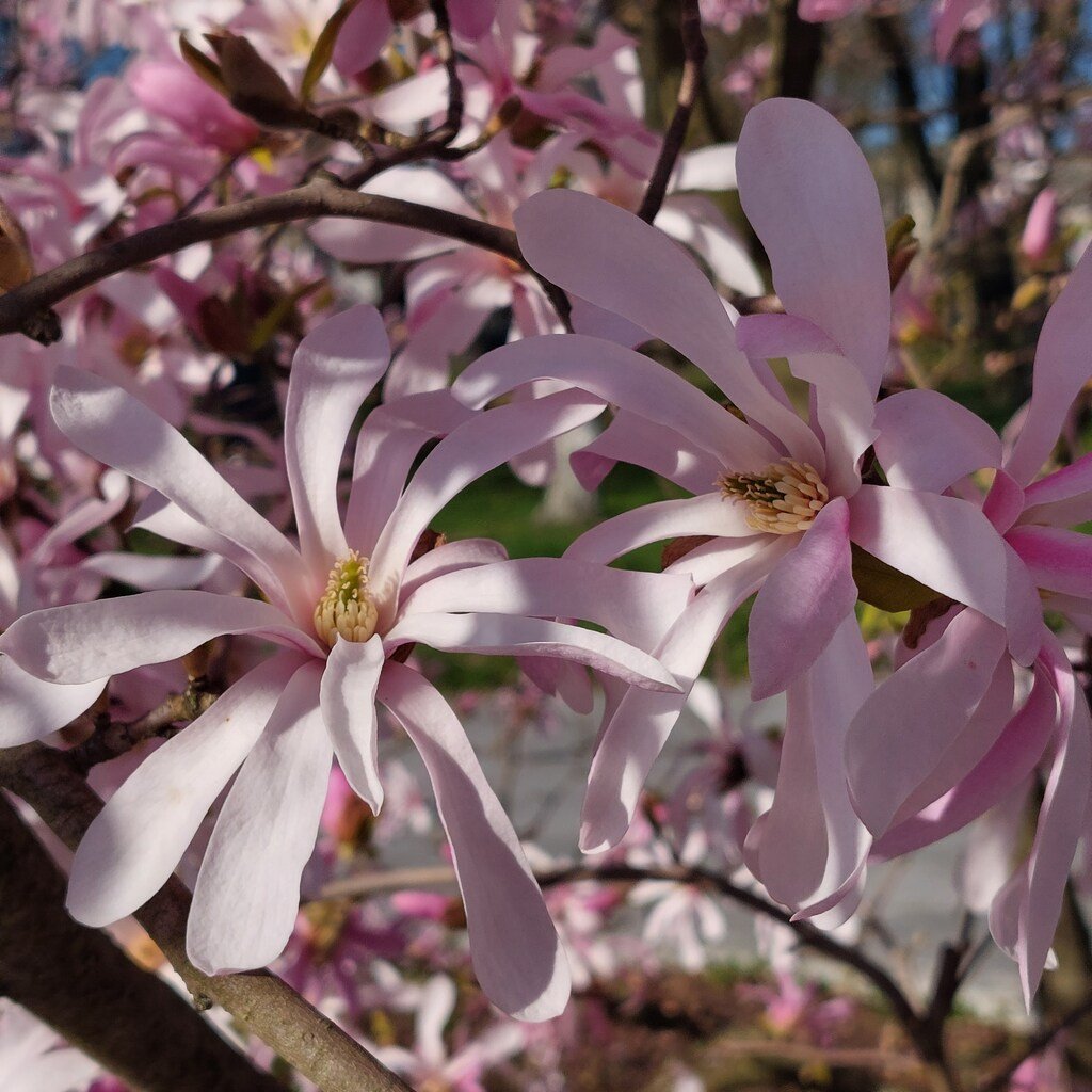Magnolia Stellata Rosea 2L - Szkółka Pnączy Marek Wędrowski | Sklep ...