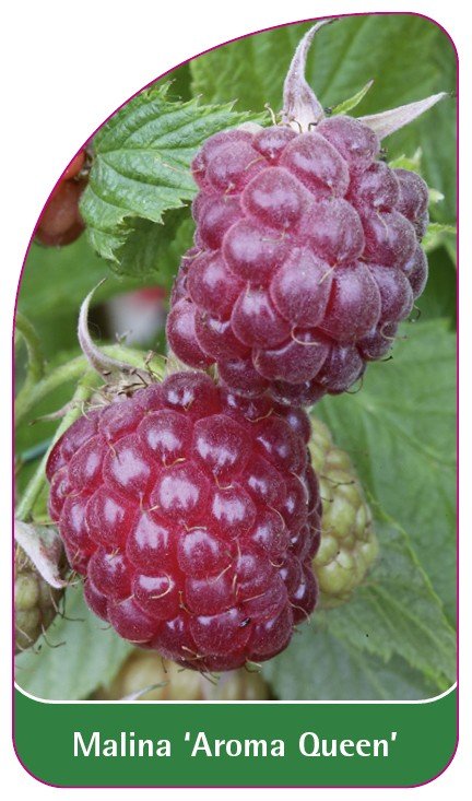 Malina 'Aroma Queen' - Euroflora | Sklep EMPIK.COM