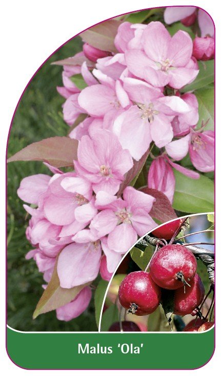Malus 'Ola' etykieta szkółkarska - Euroflora | Sklep EMPIK.COM
