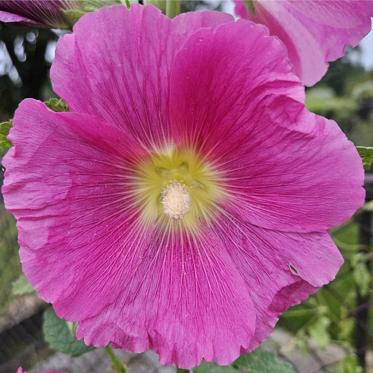 Malwa Figolistna Ciemno Różowa mrozoodporna (Alcea Ficifolia) 10 nasion ...