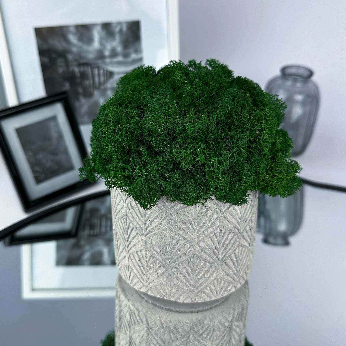 Mech chrobotek fiński w doniczce z betonu architektonicznego - MOSS FOR ...