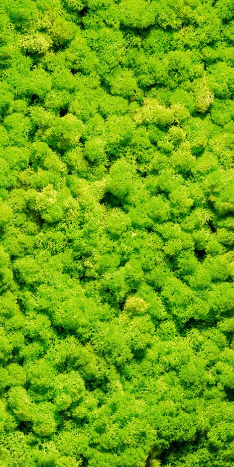 Mech chrobotek Panel Dekoracyjny Ścienny 100x50 cm beton ...