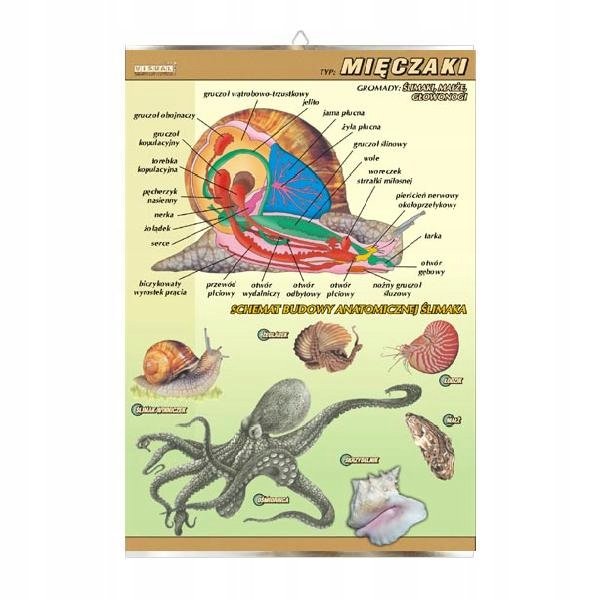 Mięczaki budowa anatomiczna zoologia plansza - VISUAL System | Sklep ... Mięczaki budowa anatomiczna zoologia plansza - VISUAL System | Sklep ...