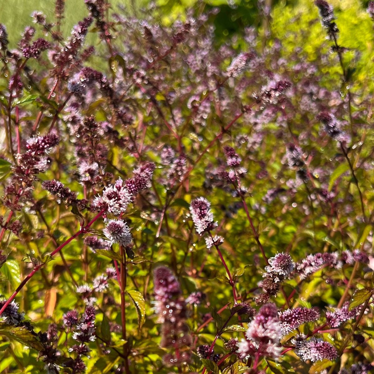 Mięta cytrynowa (Mentha citrata piperita) Doniczka 1.0L - Gospodarstwo ...