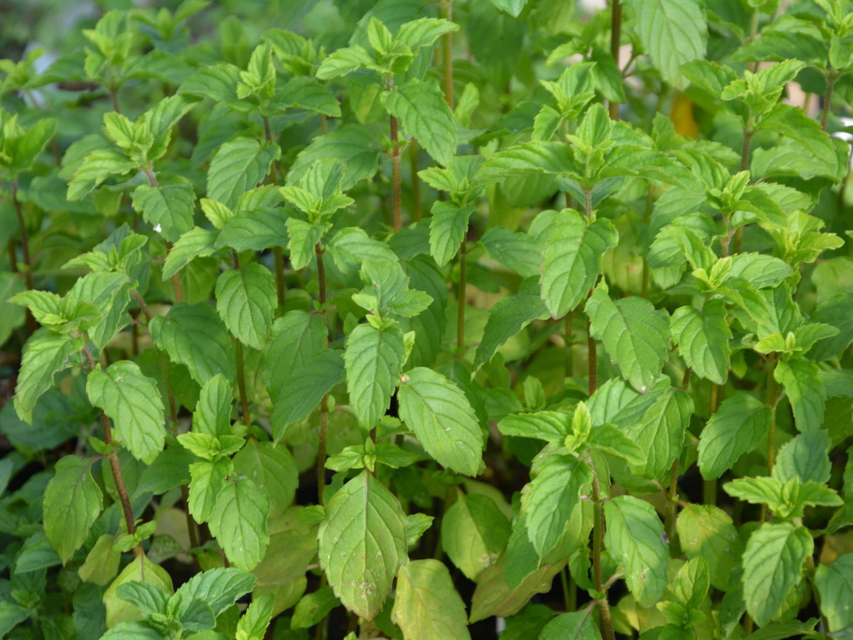 Mięta hiszpańska Spanish sadzonka P9 roślina lecznicza - Inna marka ...