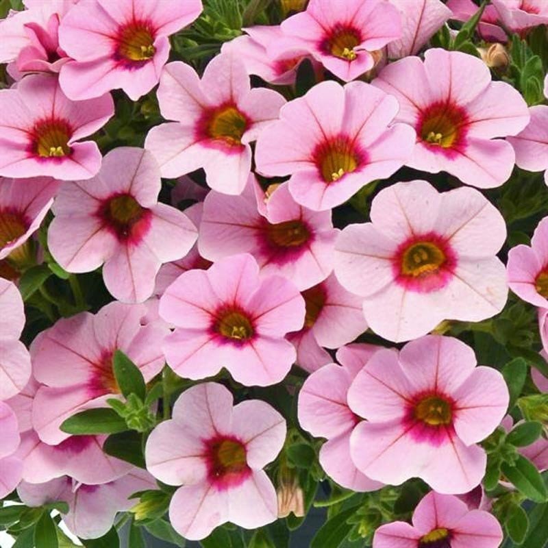 Million bells , calibrachoa , Calita Pink Red Eye - Inna marka | Sklep ...