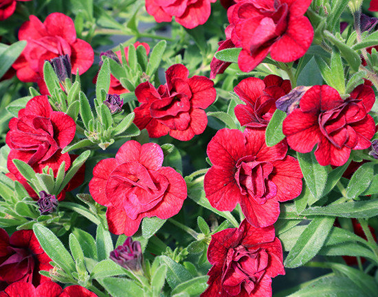 Million bells, Calita Double Red - Inna marka | Sklep EMPIK.COM