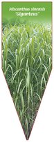 Miscanthus sinensis 'Giganteus' - 57x155mm etykieta szkółkarska - Inna ...